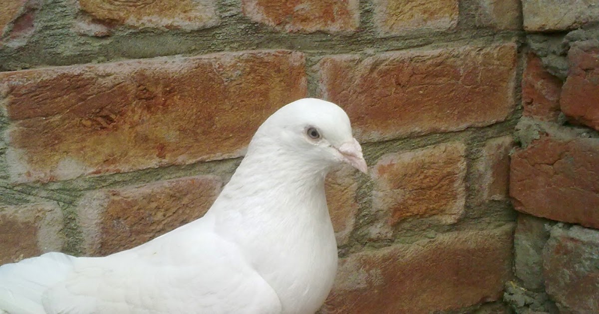 Bangladeshi Pigeon Farm : কবুতর পালনের প্রাথমিক ধারণা Primary Knowledge ...
