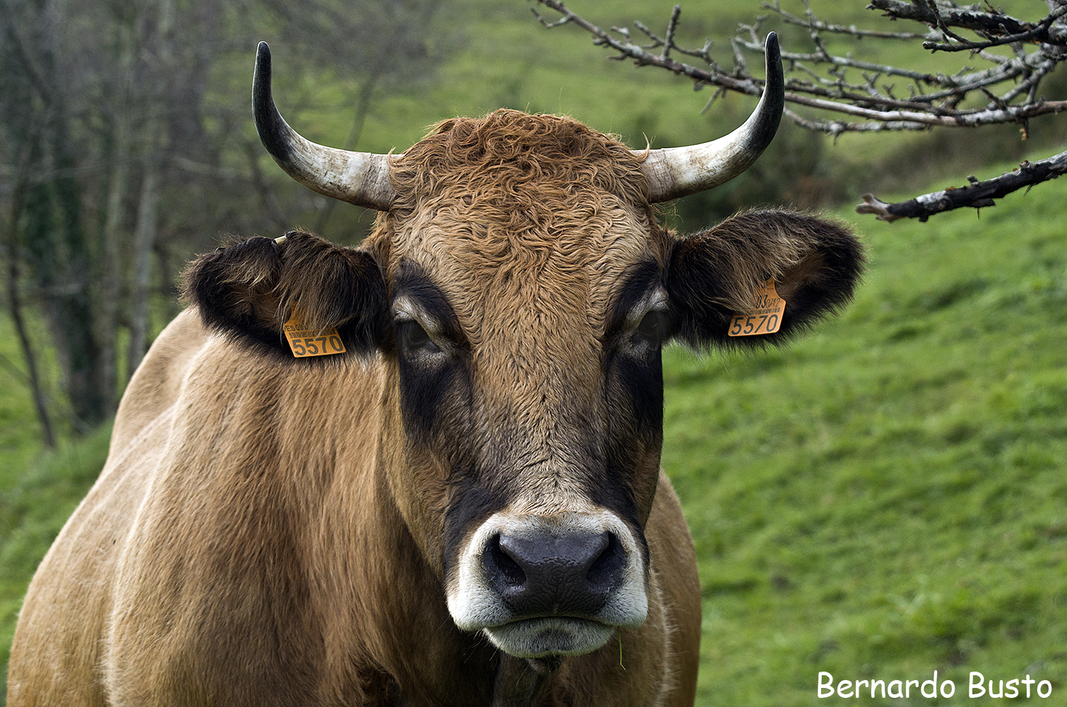 RÍA DE LA VILLA: Una vaca en La Ría