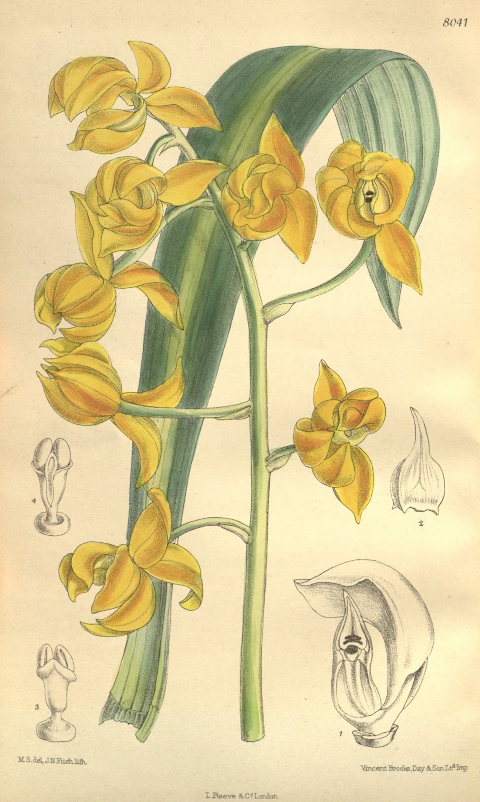 Álbum de Fotos: Nomes de orquideas.