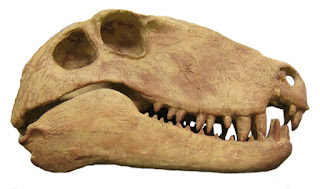 The Palaeo Post: The Difference Between...Anapsids, Synapsids, Diapsids ...