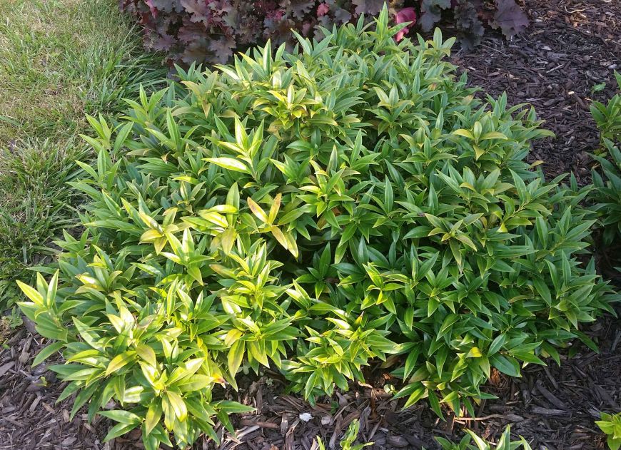 Future Plants by Randy Stewart: Sarcococca - Sweet Box