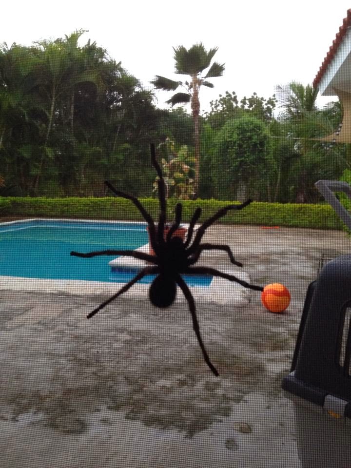 Juandoliando: CACATA PROBLEM