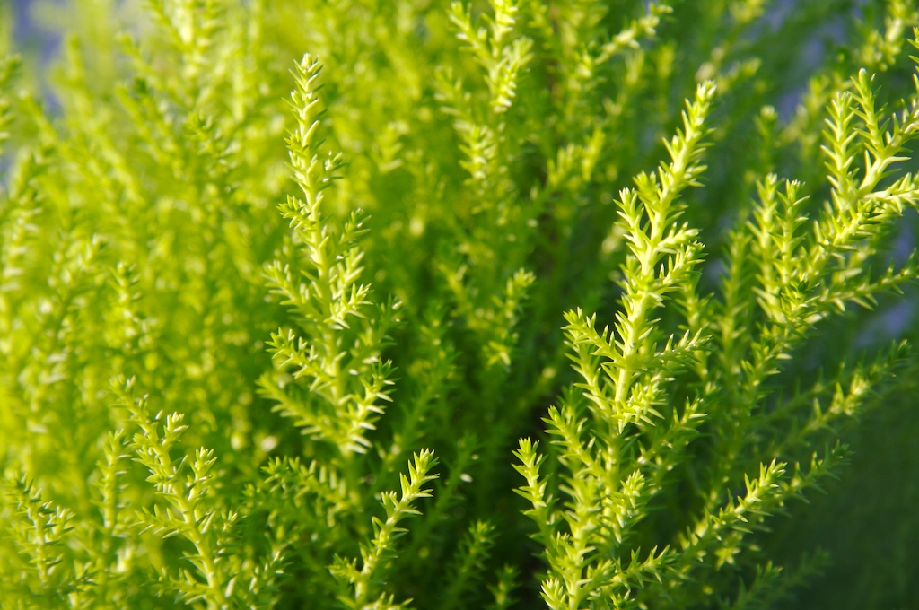 Cipreste Monterey / Cipreste da Califórnia / Cupressus Macrocarpa