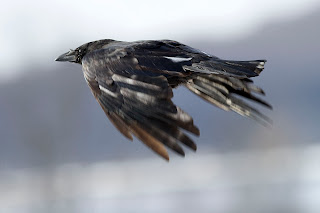 Ann Brokelman Photography: Common Raven - one a little bit different ...