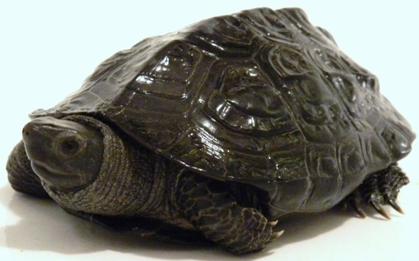 Melissa's Turtle Blog: Small Turtle Breeds