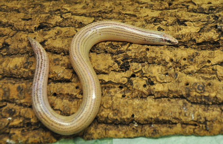 Scincomorpha - True Lizard