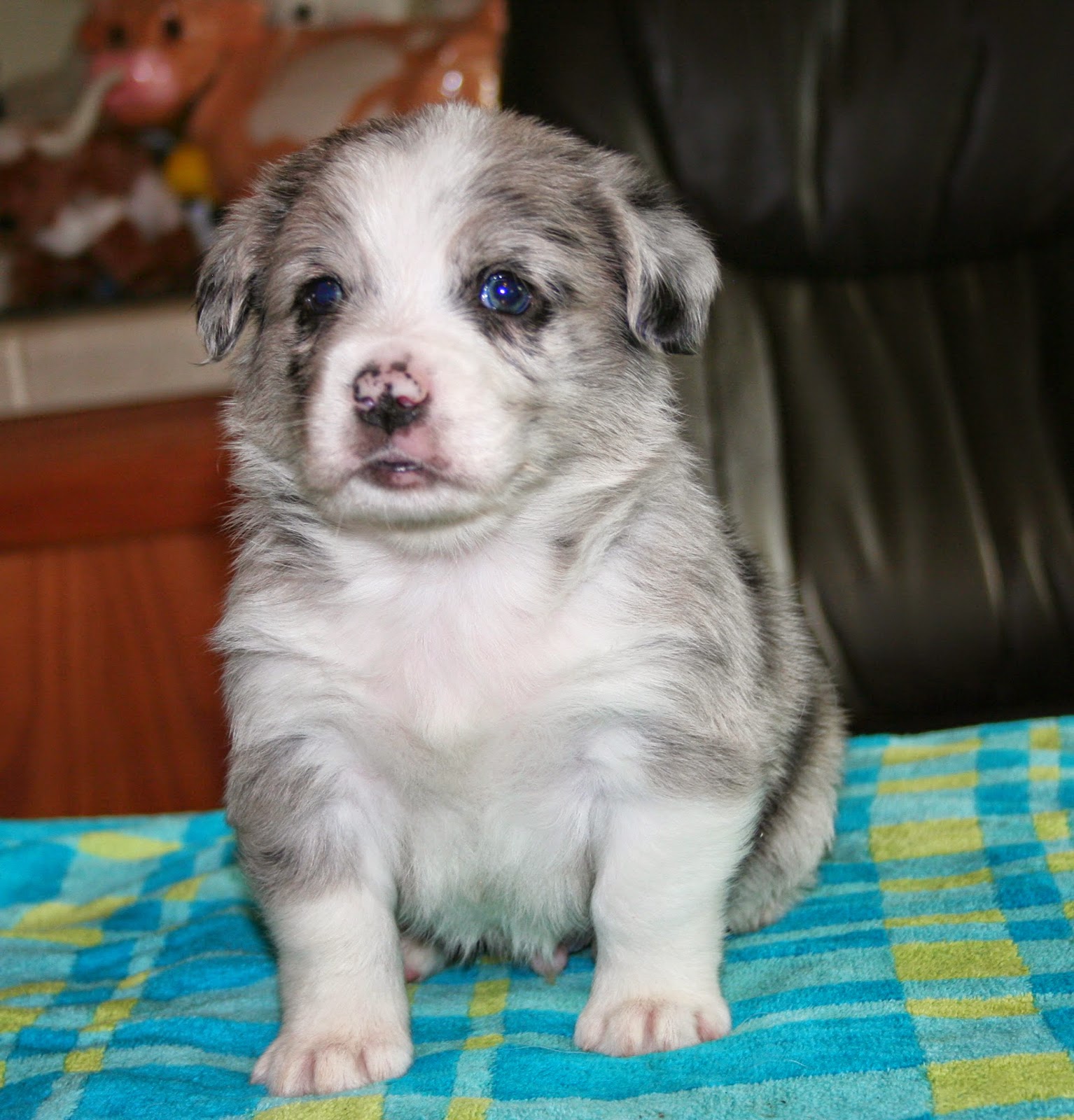 Sadie Bug's Pembroke Welsh Corgi Puppies: Auggie Puppies!!!