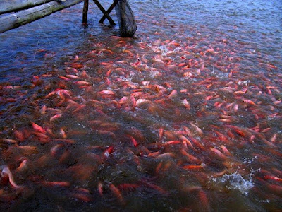 About US : Buy Fresh Red Snapper - Pacific Red Snapper Facts and Red ...