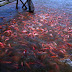 Fresh Red Snapper, Buy Red Snapper, Red Snapper Facts, Pacific Red ...