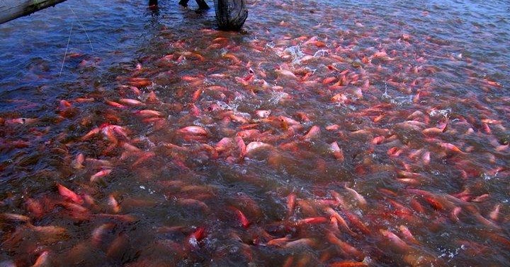 About US : Buy Fresh Red Snapper - Pacific Red Snapper Facts and Red ...