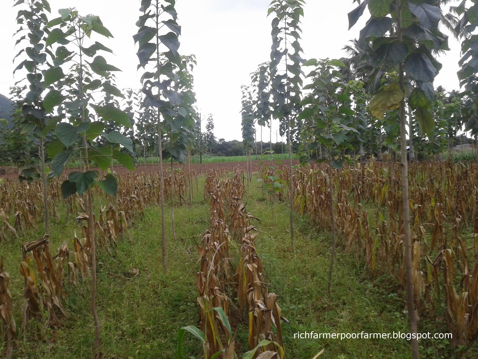 Gmelina Arborea( Kumil , Sagwan) Pictures | Innovative farming solutions