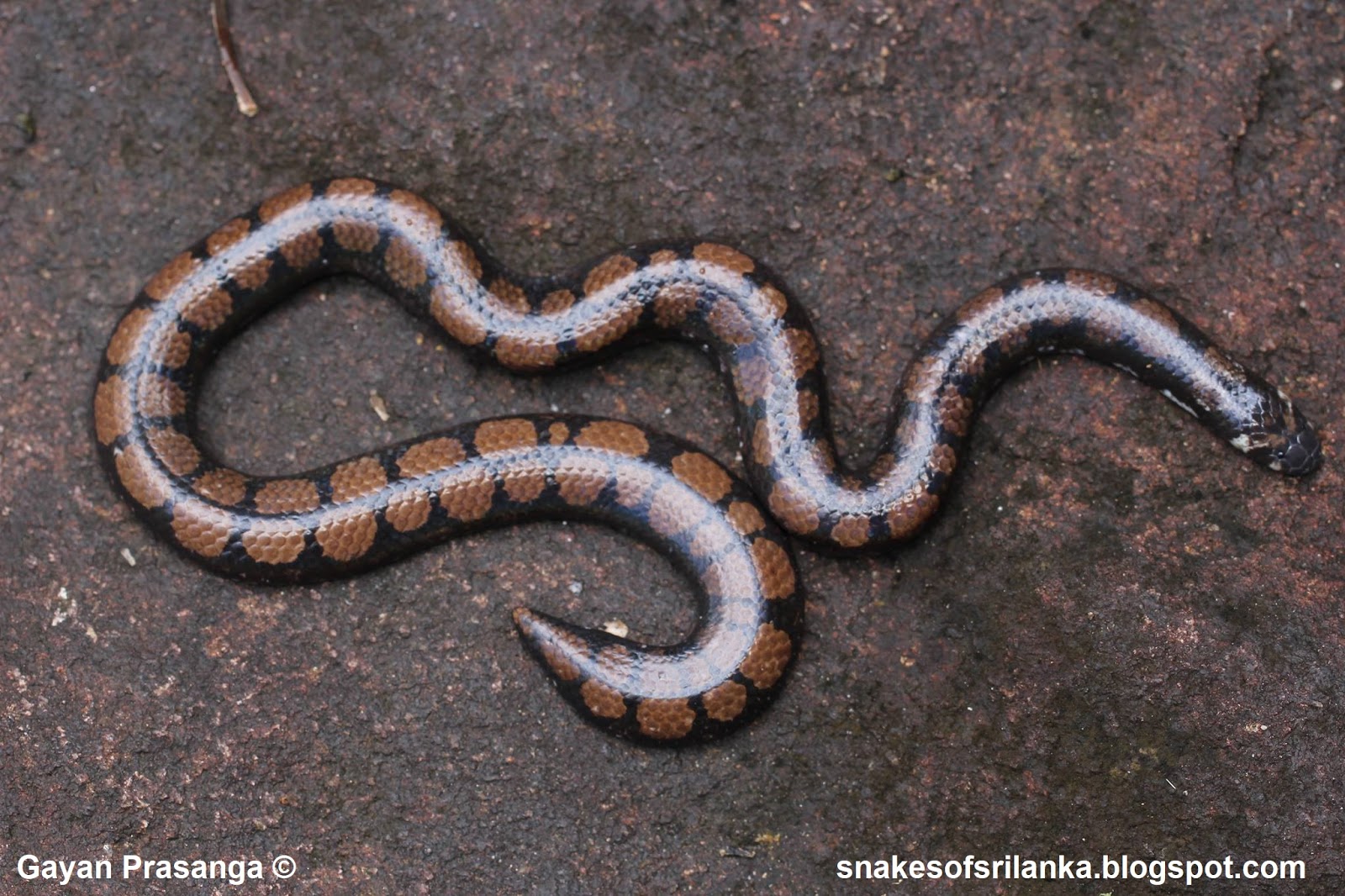 Sri Lankan Pipe Snake/දෙපත් නයා (Cylindrophis maculatus-Linnaeus, 1758)