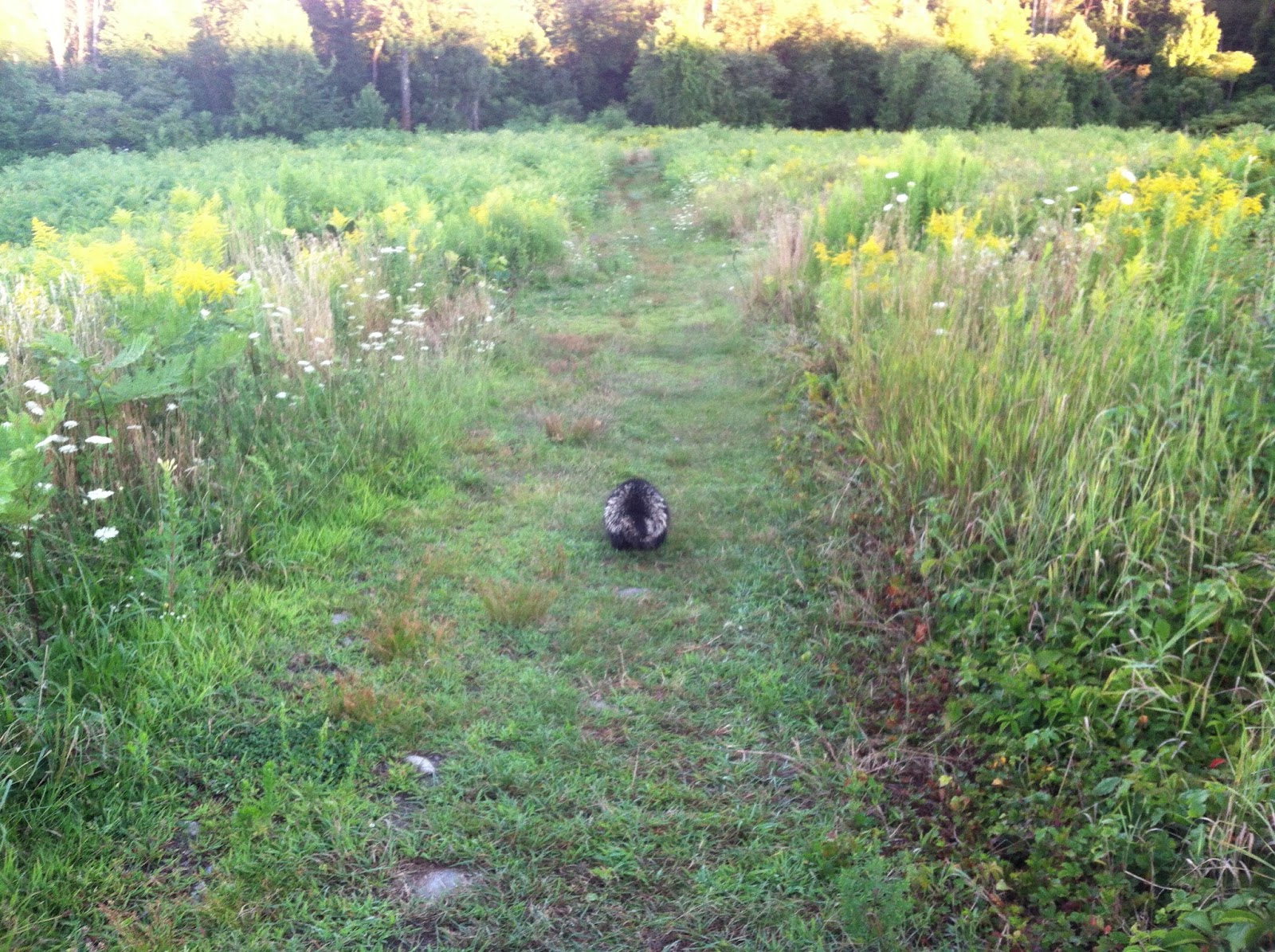 Early Morning Trails: Monoosnoc Trail End to End to End/Traverse ...