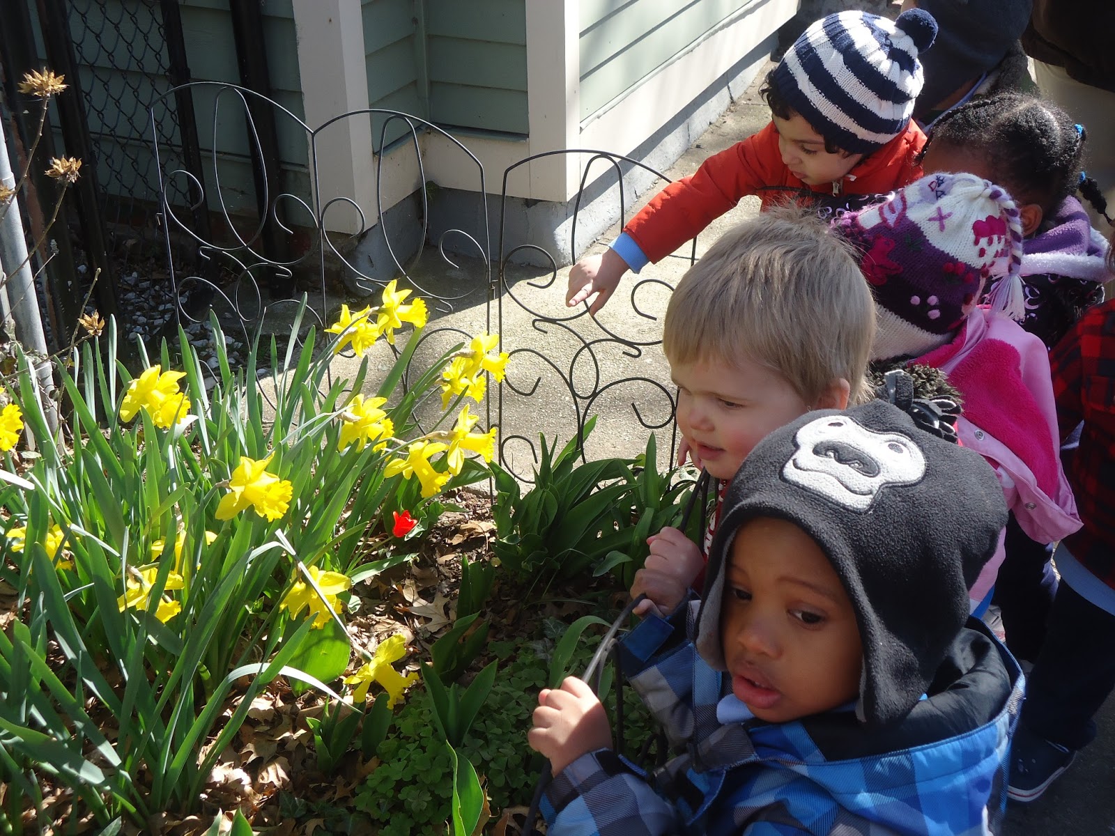 Welcome to the HH Toddler Classroom!: Observing Flowers On Our Walk