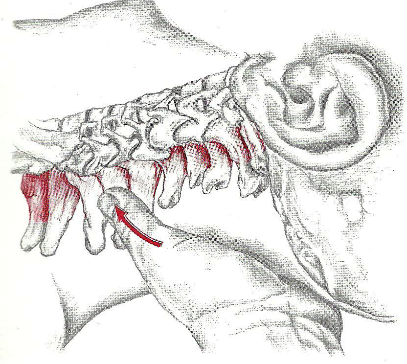 PRODUCCION Y TRATAMIENTO DE IMAGENES DIAGNOSTICAS: ANATOMIA DE SUPERFICIE