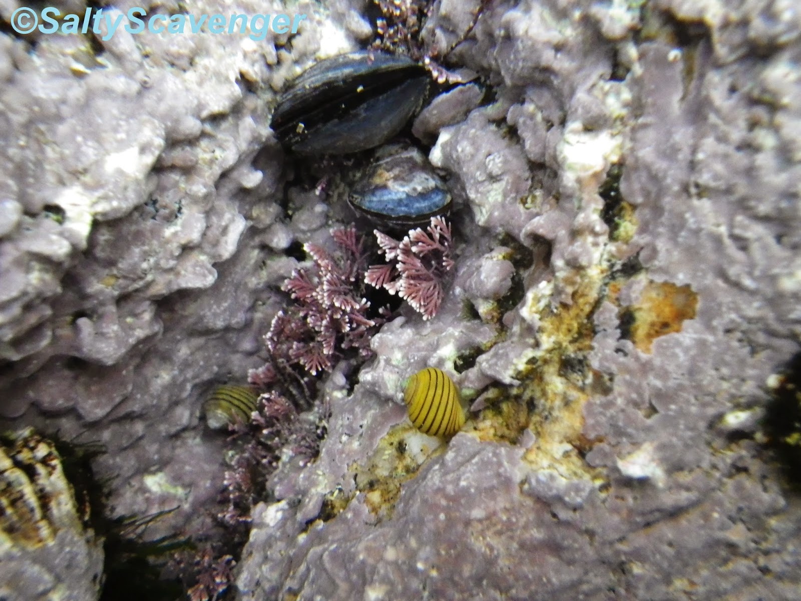 Rock Pooling: Rockpooling Destination: Revisit South- West Penwith ...