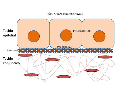Especializações da superfície livre das células epiteliais