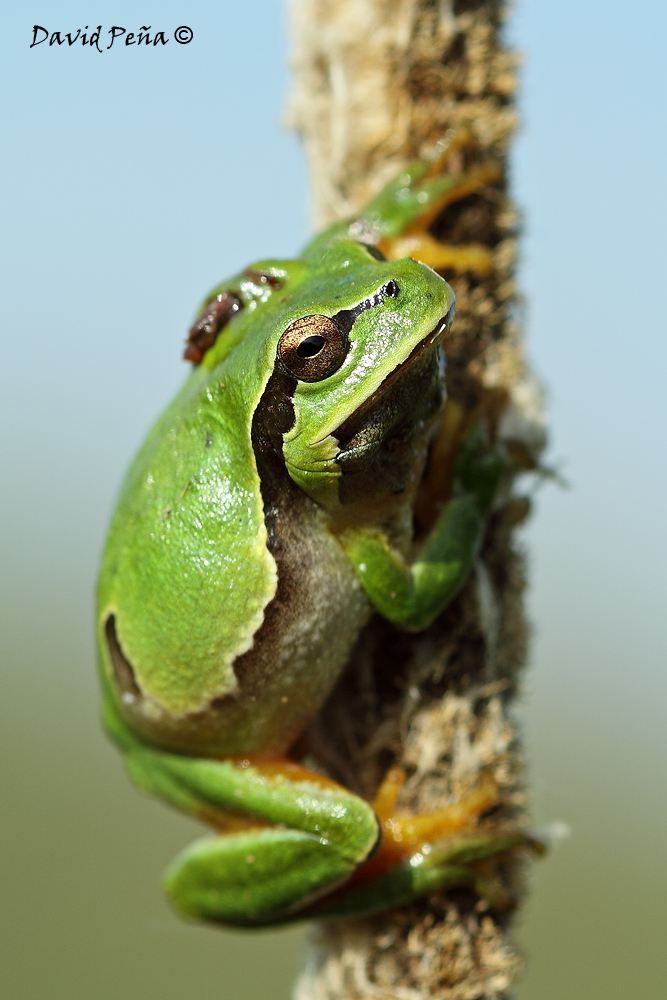 Pulsos naturales: Ranita de San Antonio
