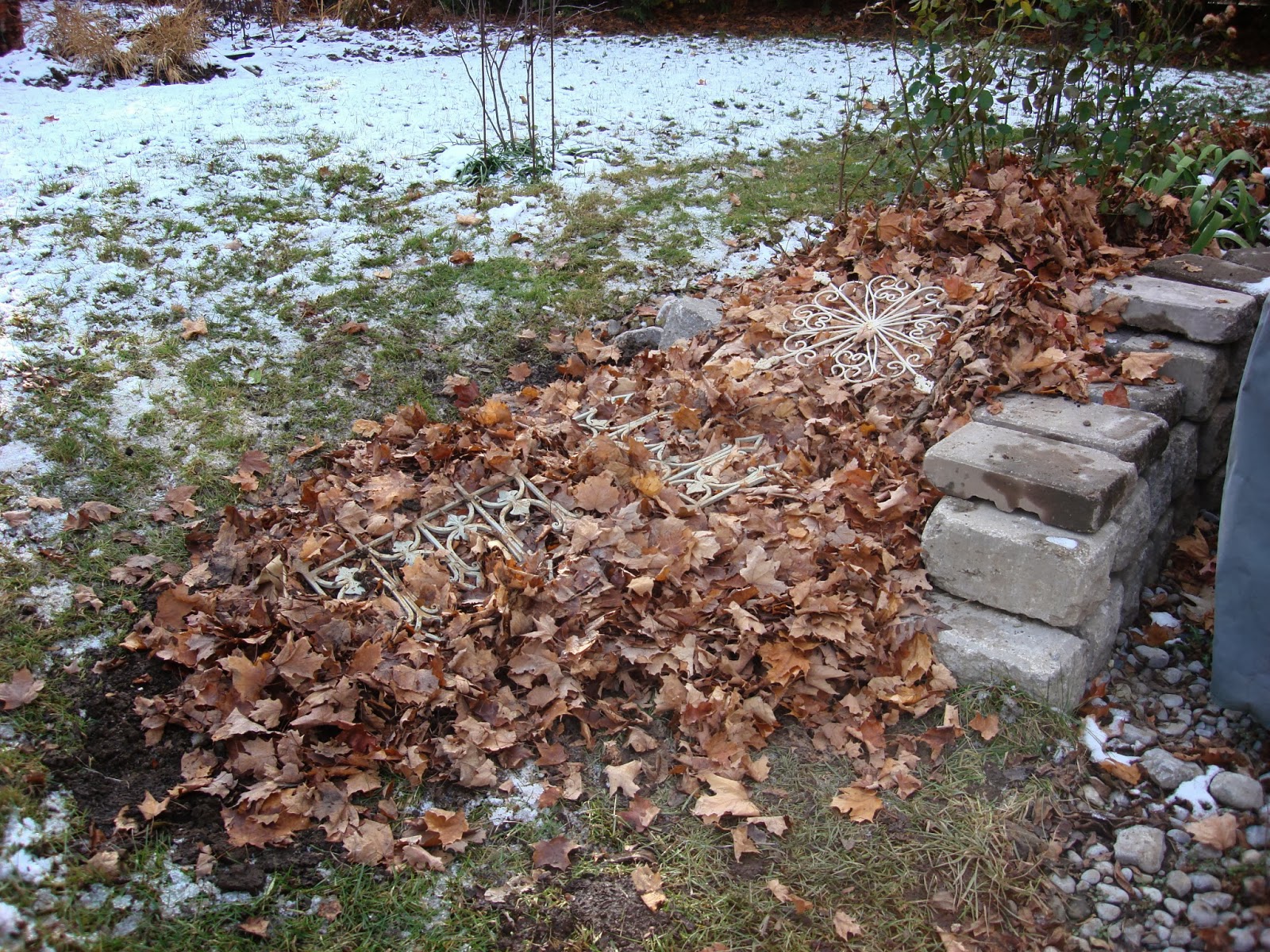 Roses on the Road: Overwintering a rose tree