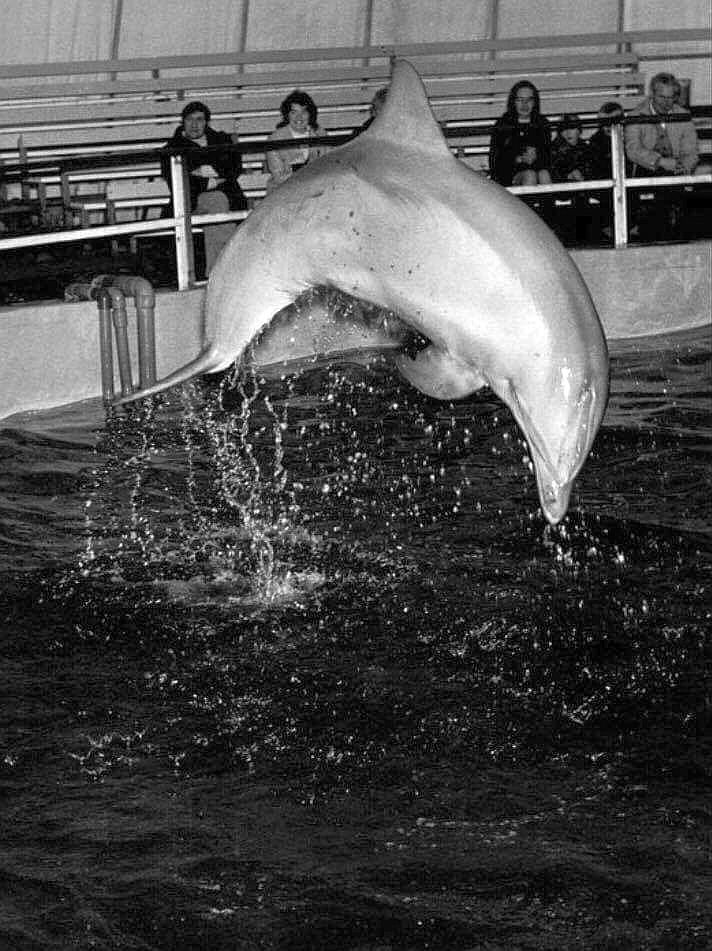 UK Dolphinaria Archive: Coventry Zoo Dolphinarium: 1972 - 1975