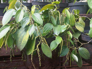 Cara Merawat Tanaman Dan Aneka Tanaman Hias: Menanam Lada Dalam Pot ...