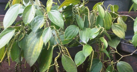 Terbaru 45+ Tanaman Perdu Sayuran