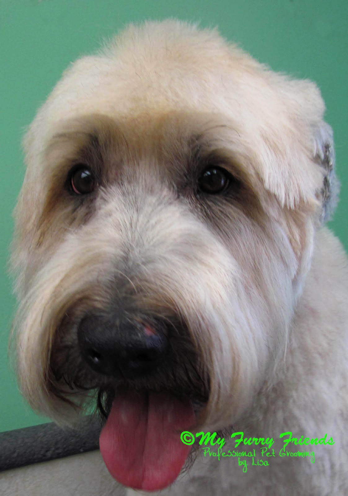 Pet Grooming: The Good, The Bad, & The Furry: Face Washing