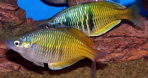 Ikan Rainbow - Akuarium Ikan Hias