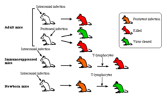 Virus pada Hamster Yang Bisa Ditularkan | Lymphocytic Choriomeningitis ...