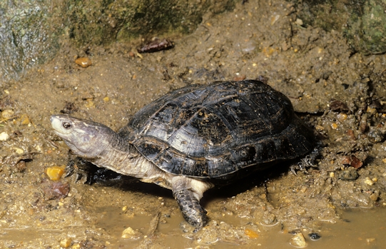 Pets Care and Share: Indian Black Turtle (Melanochelys trijuga) Care
