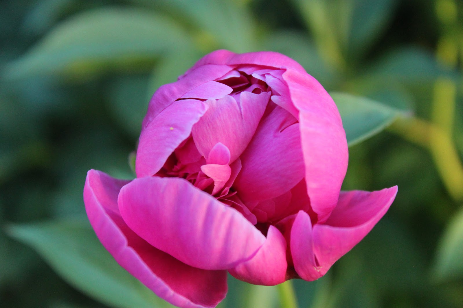 Pat's Addition: Peony Patch Glory