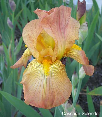 World of Irises: Iris Classics: 'Cascade Splendor'