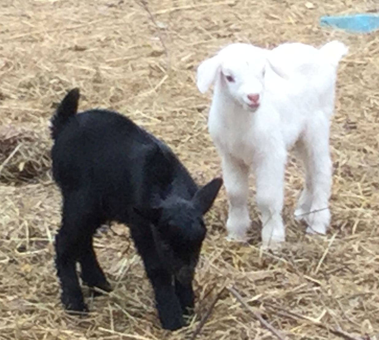 Countrified Hicks: Elsa's New Babies--Twins Again! (Goats on the Farm)