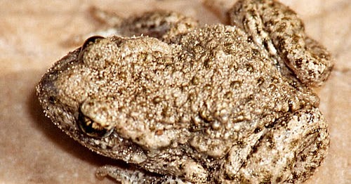 Sos Alkerdi: Tragarse un sapo.