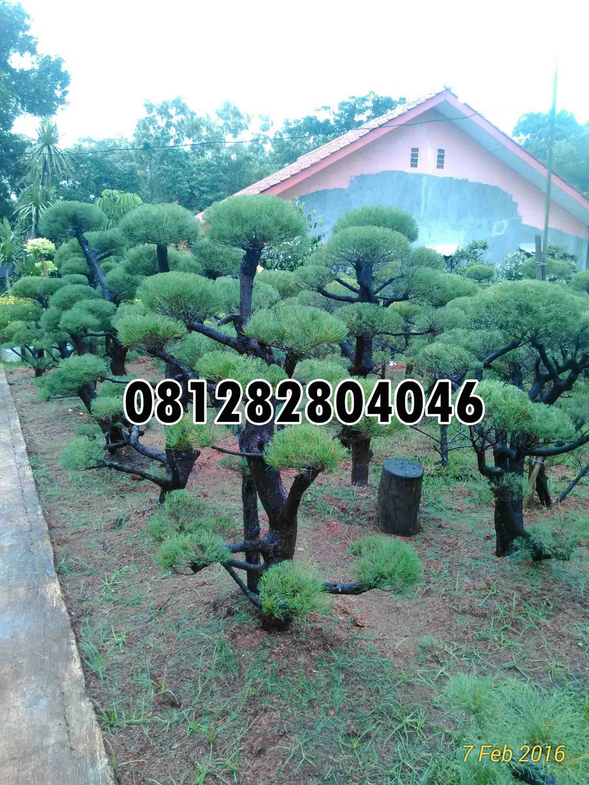 BONSAI CEMARA UDANG | JUAL BONSAI HIAS | JUAL TANAMAN HIAS | TUKANG TAMAN