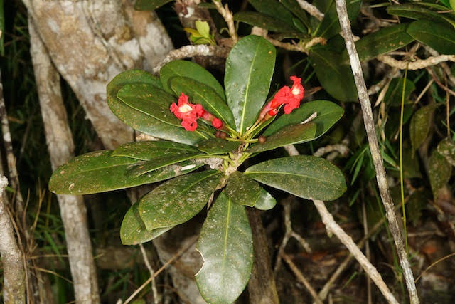 Flora de Puerto Rico Ilustrada Papo Vives: Bignoniaceae Tabebuia ...