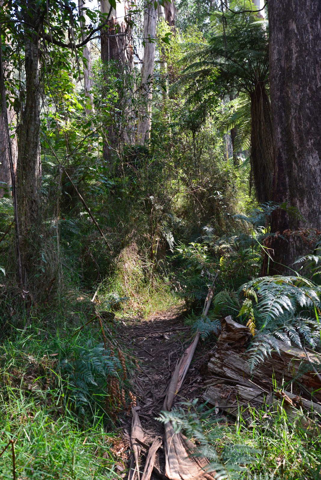 walkabouters club of victoria inc: Sherbrooke Forest, Dandenong Ranges ...