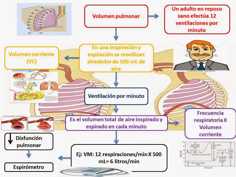 El Blog de Fisiologia de Israel Aramburo Lucas: Volumen Pulmonar: en ...