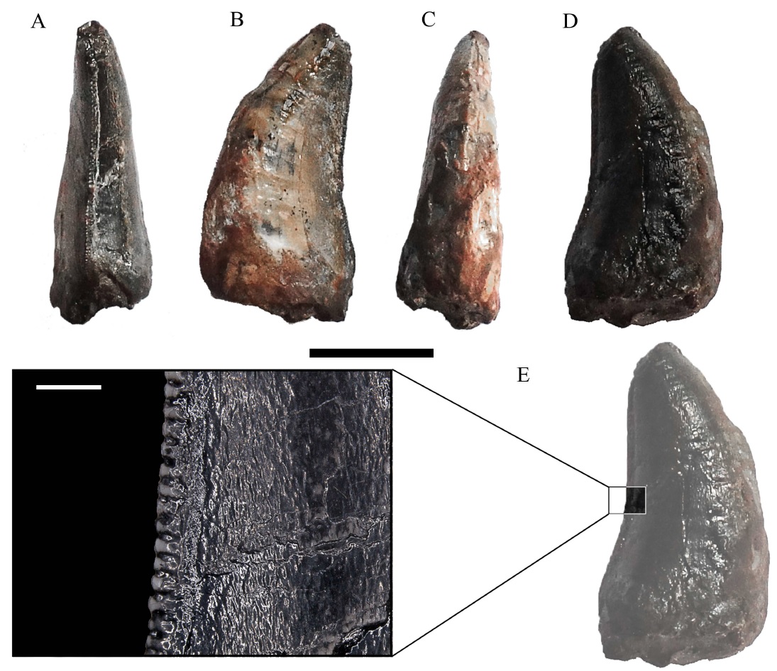 Sciency Thoughts: Isolated Theropod teeth from the Middle Jurassic of ...
