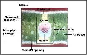 suryani's bLog: LAPORAN PRAKTIKUM ANTUM (ANATOMI DAUN)