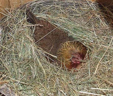 Kura z doktoratem: Kwoka siedzi