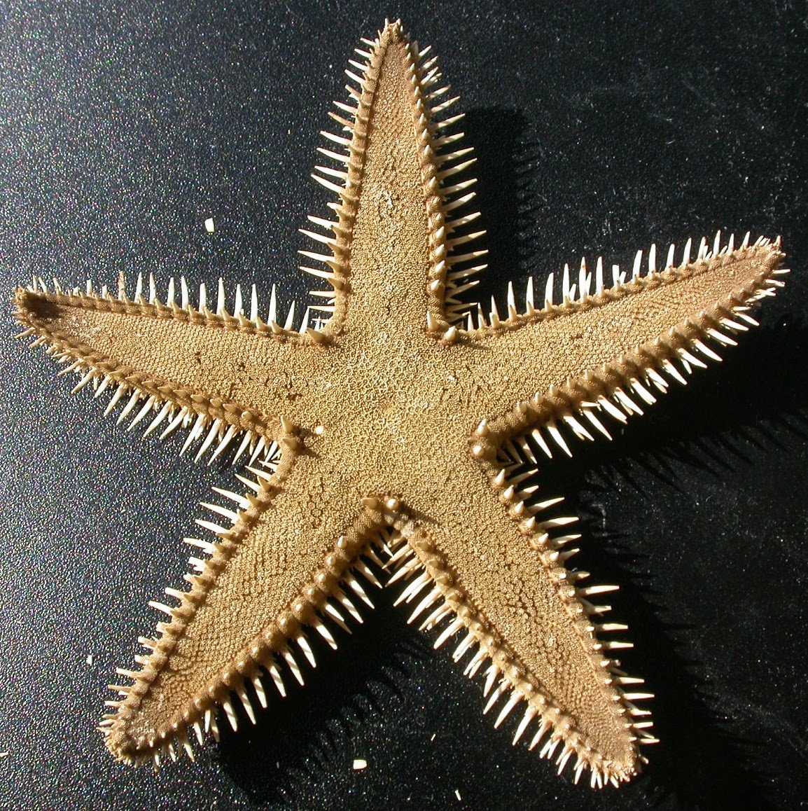 The Echinoblog: Telling Apart Sand Stars: Archaster vs. Astropecten ...