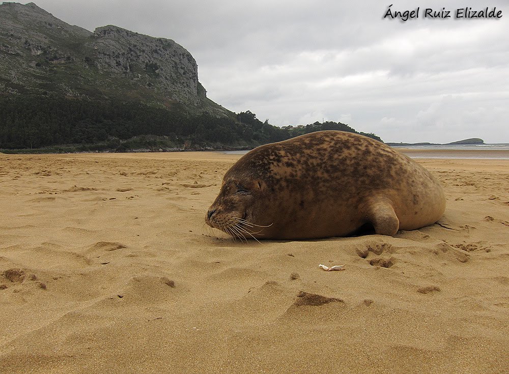 Aves de la Ría de Ajo: Foca moteada en Oriñón...
