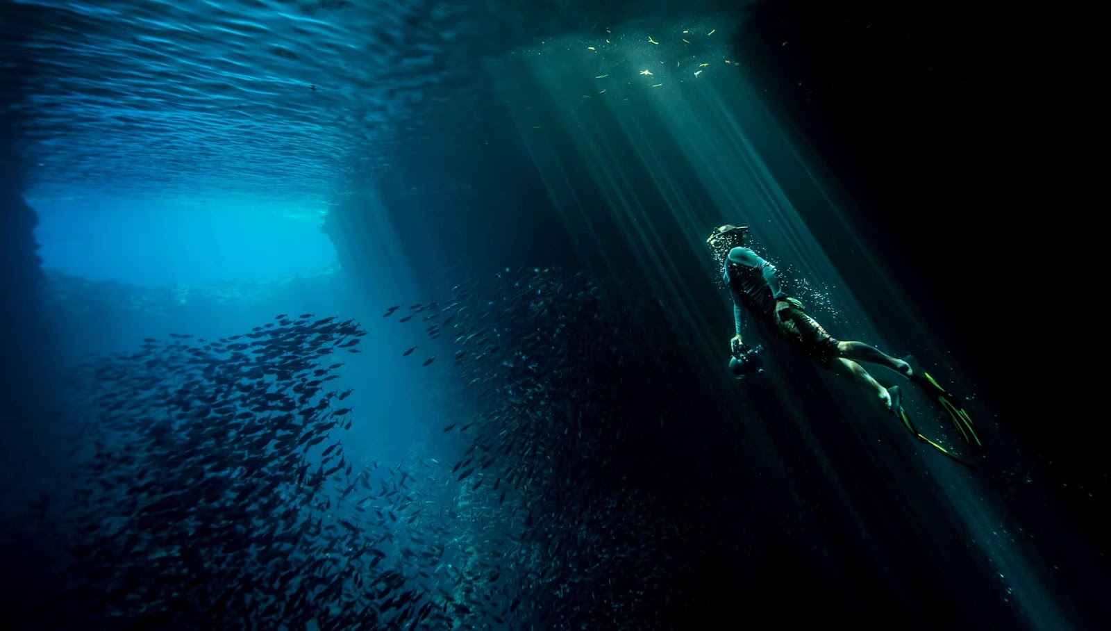 10 Best Nature Documentaries on Netflix | To & Fro