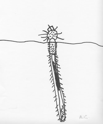 Life Before the Dinosaurs: Fieldia lanceolata.