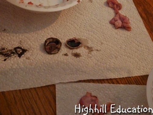 Highhill Homeschool: Pig Eye Dissection - Dissecting with Children