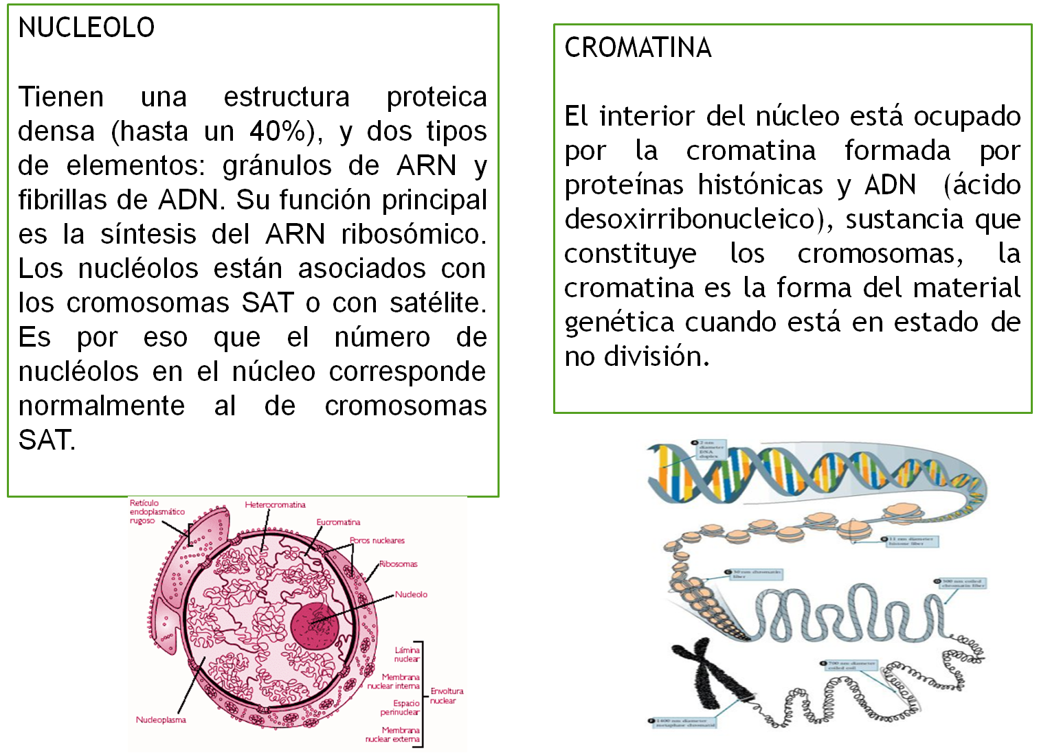 BIOLOGÍA CELULAR: COMPONENTES NÚCLEO CELULAR