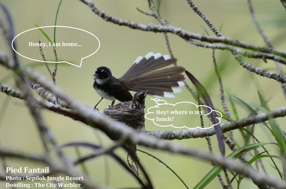 Birds and Plants of Washington Sycip Park: My name is Maria Capra