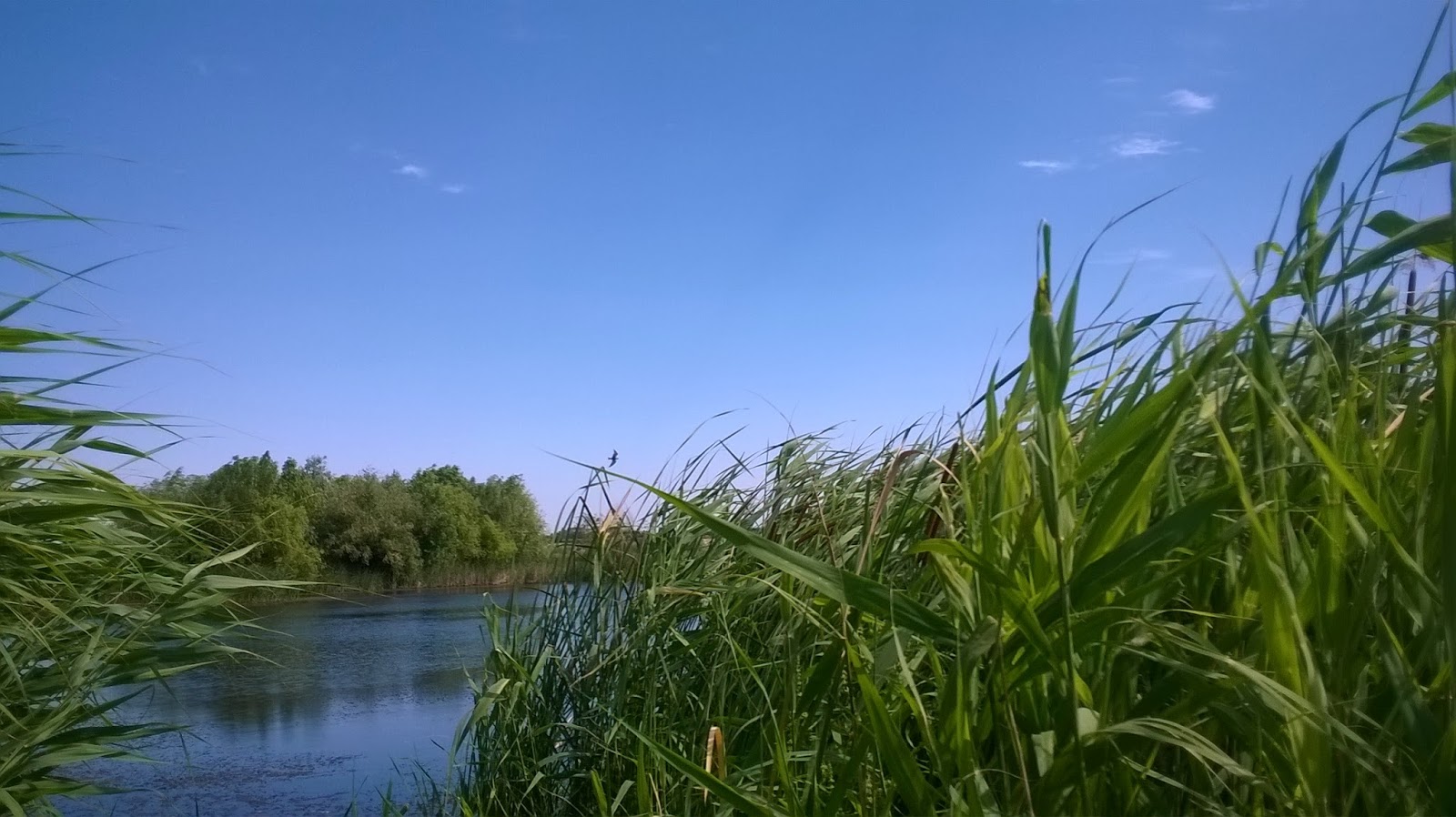 Dromarland: Delta Bucurestiului