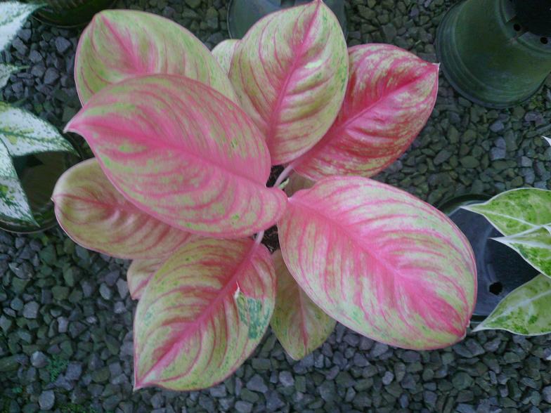 AGLAONEMA NON LOKAL